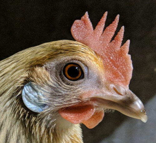 Selecting chickens for breeding. What to look for and some do's and don ...