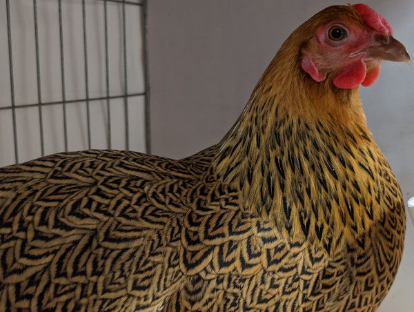 Chicken feather patterns with breed examples, pictures and video. - Cluckin