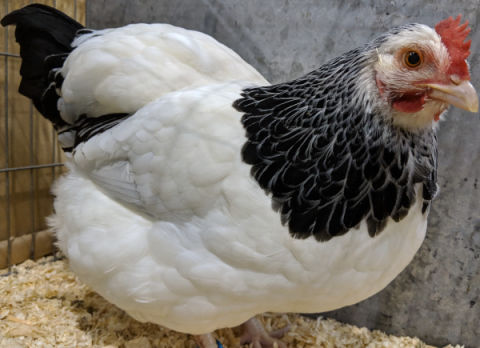 Chicken feather patterns with breed examples, pictures and video. - Cluckin