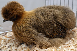 Chicken feather patterns with breed examples, pictures and video. - Cluckin