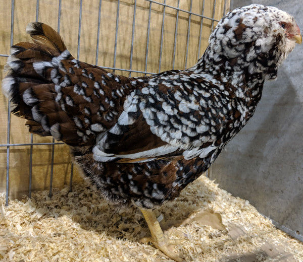 Chicken feather patterns with breed examples, pictures and video. - Cluckin
