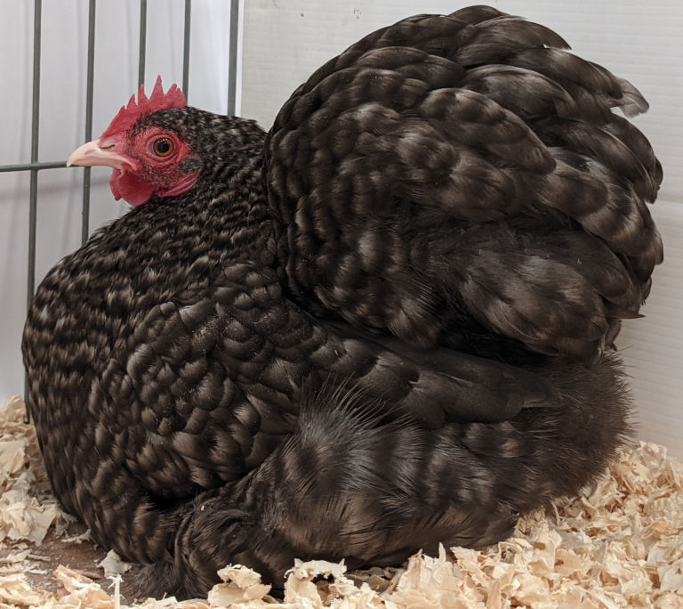 Chicken feather patterns with breed examples, pictures and video. - Cluckin