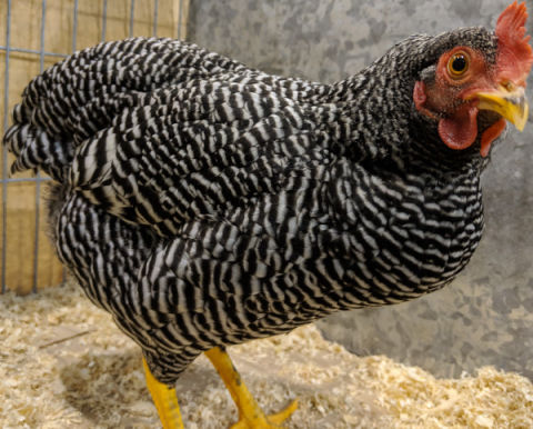 Chicken feather patterns with breed examples, pictures and video. - Cluckin
