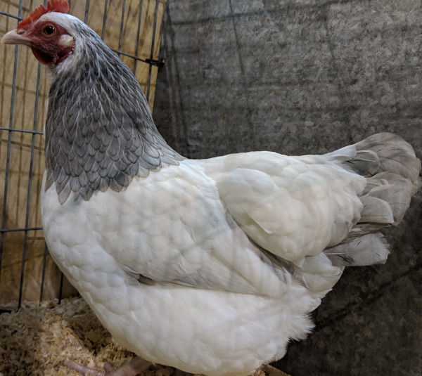 Chicken feather patterns with breed examples, pictures and video. - Cluckin