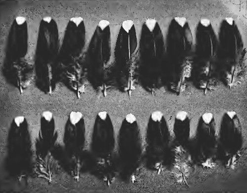 Chicken feather patterns with breed examples, pictures and video. - Cluckin