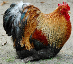 Chicken feather patterns with breed examples, pictures and video. - Cluckin