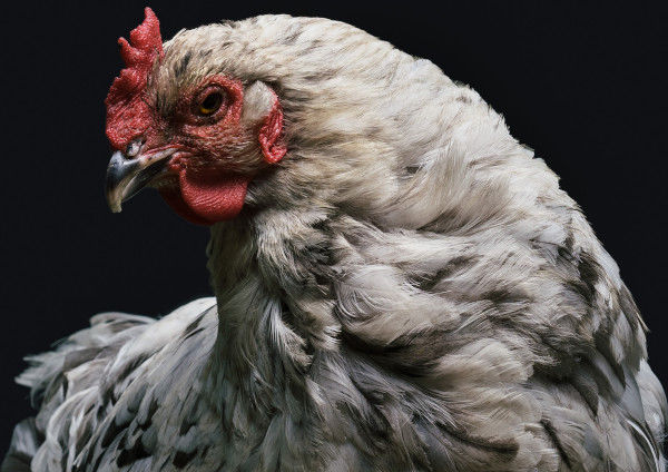 Chicken feather patterns with breed examples, pictures and video. - Cluckin