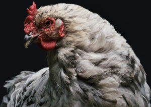 Chicken feather patterns with breed examples, pictures and video. - Cluckin