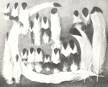 Chicken feather patterns with breed examples, pictures and video. - Cluckin