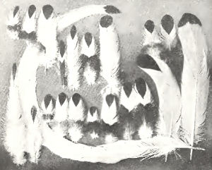 Chicken feather patterns with breed examples, pictures and video. - Cluckin