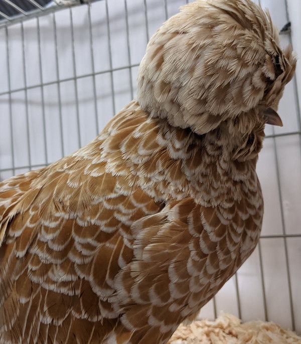Chicken feather patterns with breed examples, pictures and video. - Cluckin