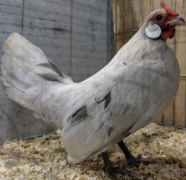 Chicken feather patterns with breed examples, pictures and video. - Cluckin