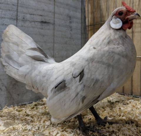 Chicken feather patterns with breed examples, pictures and video. - Cluckin