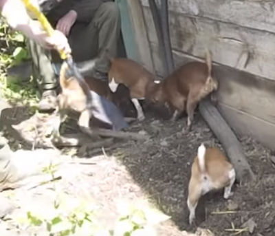 Dealing with rats when you have chickens - Cluckin