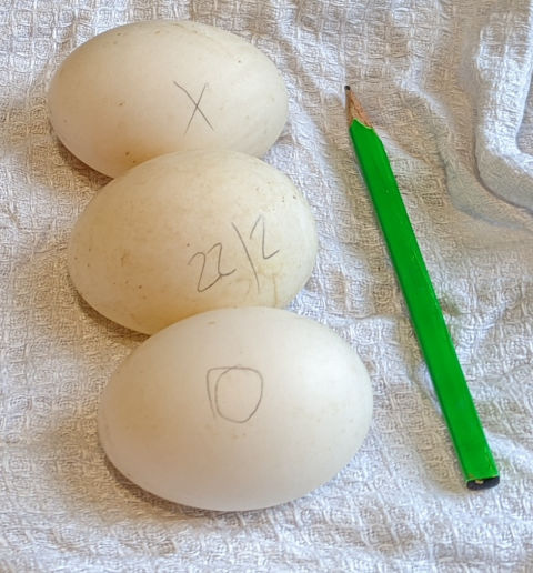 How to mark eggs safely. - Cluckin