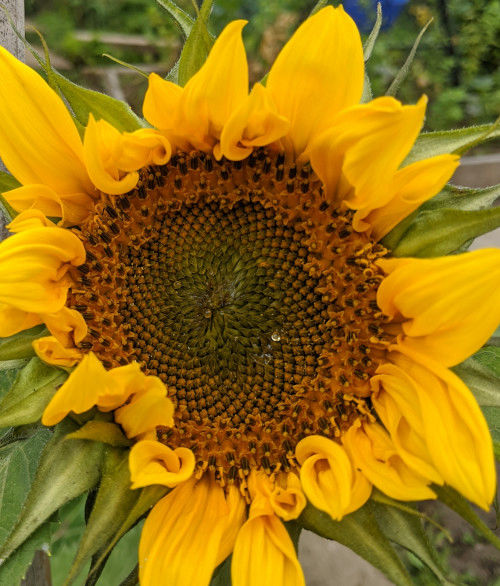 27 ways to save money on your chickens and their feed bill. - Cluckin