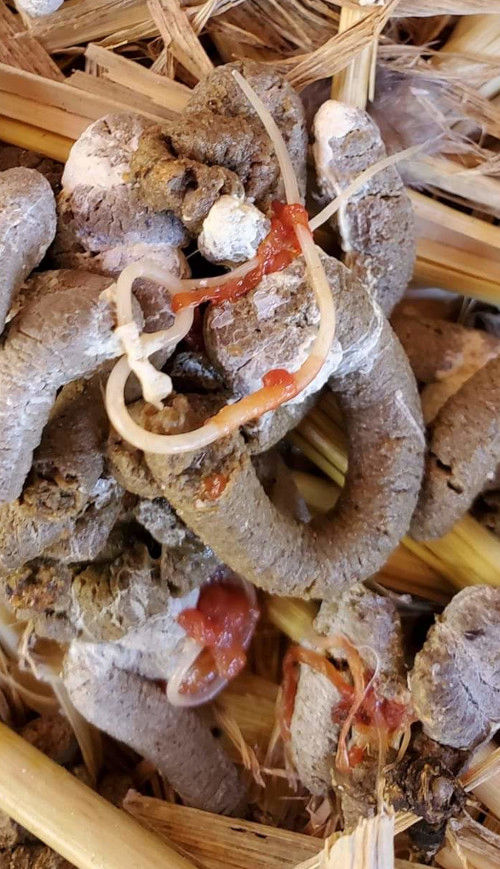 Diarrhoea in chickens. What causes it and how to deal with it. - Cluckin