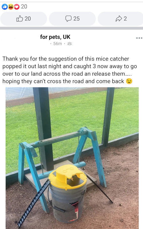 The laws and regulations of chicken and poultry keeping. - Cluckin