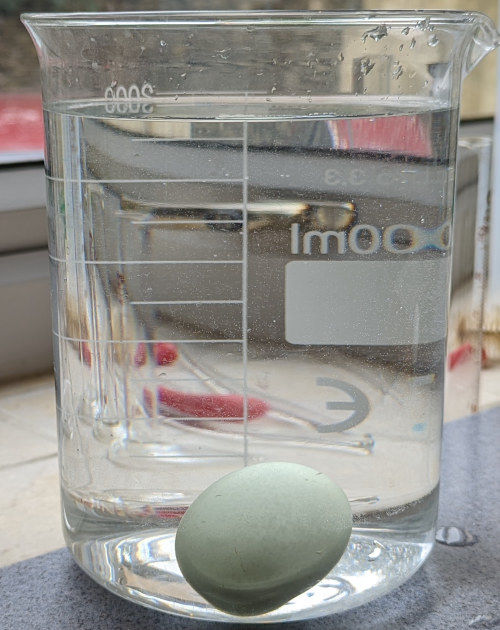 How to test eggs for freshness. 4 methods with the results. - Cluckin