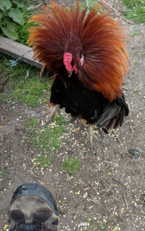 All the chicken behaviours, and which are instinctive or learned. - Cluckin