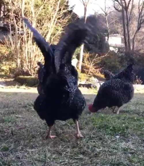 All the chicken behaviours, and which are instinctive or learned. - Cluckin