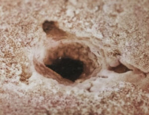 Thickness and strength of eggshells and why it matters. - Cluckin