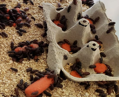 Mealworms for chickens - Cluckin