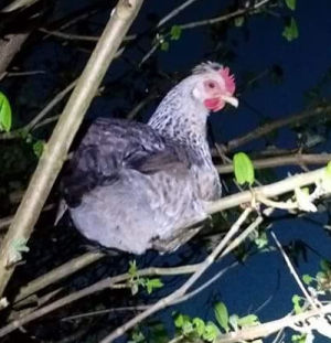 Should you have trees in the chicken run and which ones are the best ...