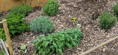 Should you have trees in the chicken run and which ones are the best ...