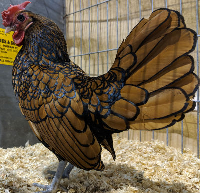 Bantam chicken keeping - Cluckin