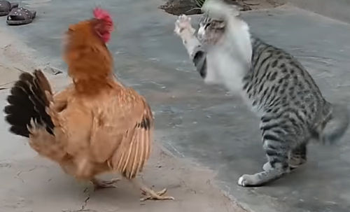 Bantams and cats - Cluckin