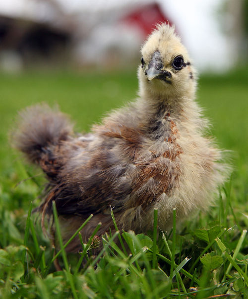 Silkie chickens as pets - Cluckin
