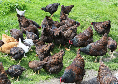 Keeping bantams and large fowl chickens together - Cluckin