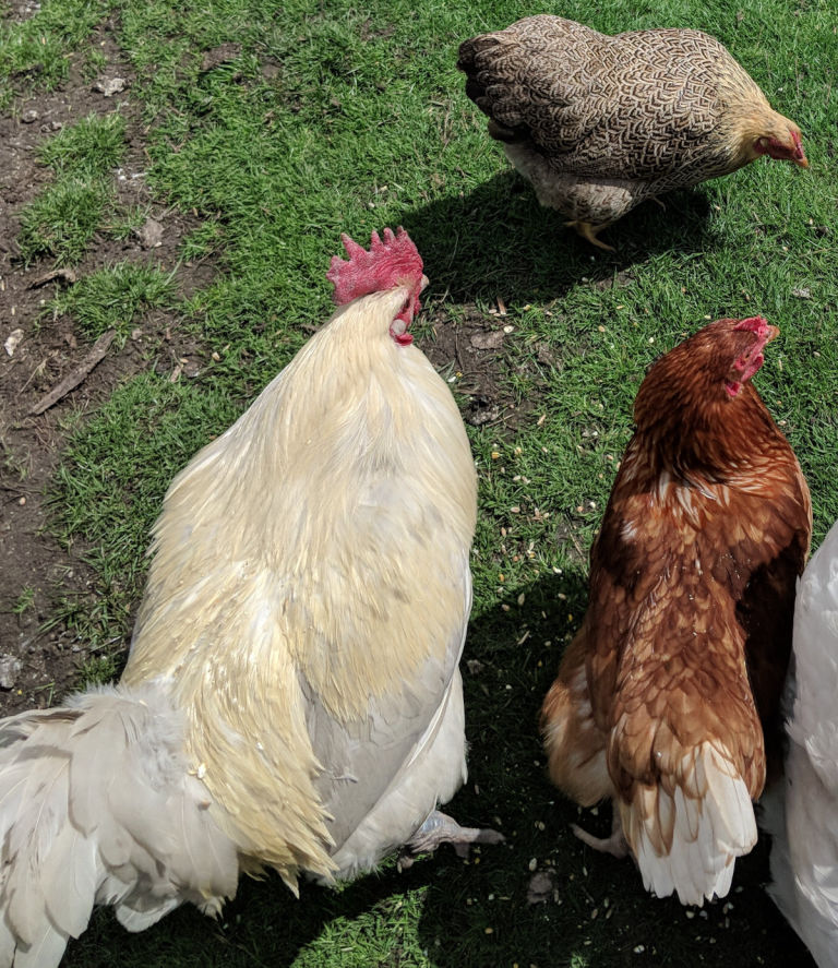 Should I get large fowl chickens or bantams - Cluckin