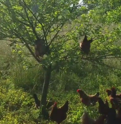 Can chickens eat strawberries and other types of berry fruit. - Cluckin