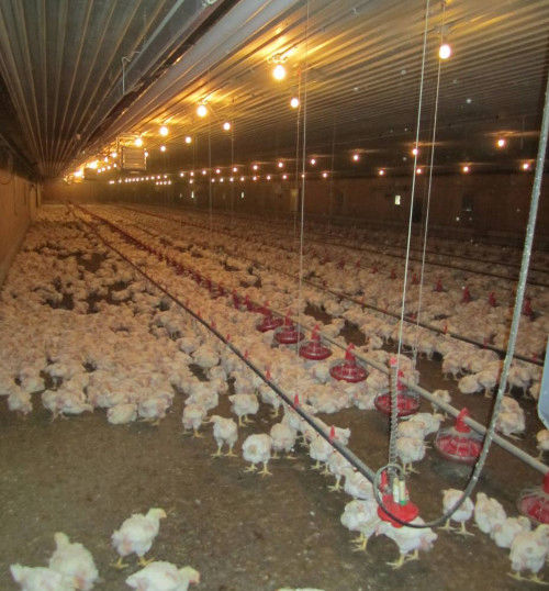 Artificial light for chickens - Cluckin