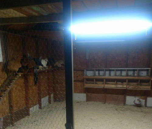 Artificial light for chickens - Cluckin