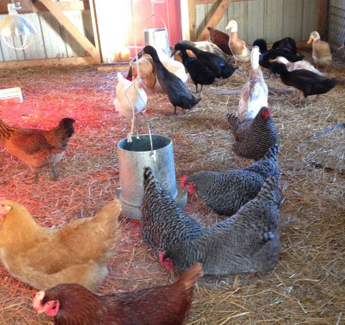 Artificial light for chickens - Cluckin