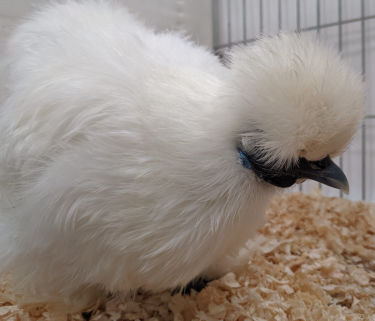 Care of Silkie chickens - Cluckin