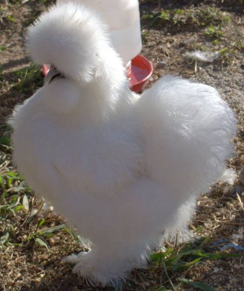History and origin of the Silkie chicken - Cluckin
