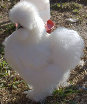 History and origin of the Silkie chicken - Cluckin