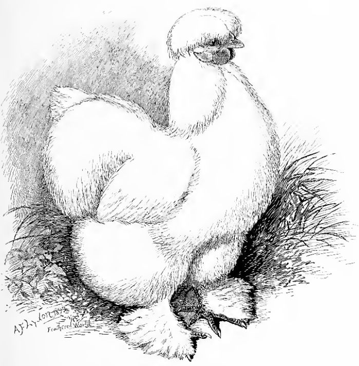 History and origin of the Silkie chicken - Cluckin