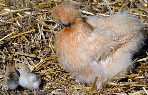Incubating and hatching Silkie eggs - Cluckin