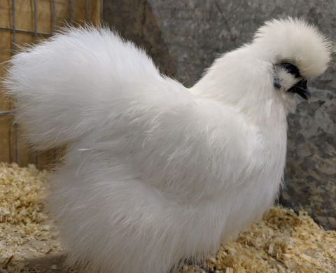 Silkie breed standard. - Cluckin