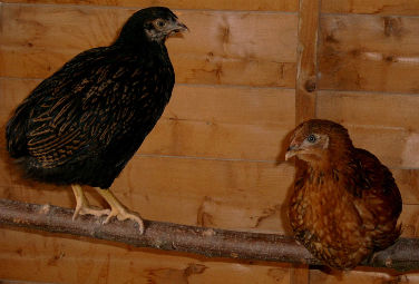 Should I free range my chickens and bantams? - Cluckin