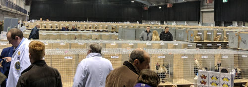 Silkies for showing and how to prepare for judging. - Cluckin