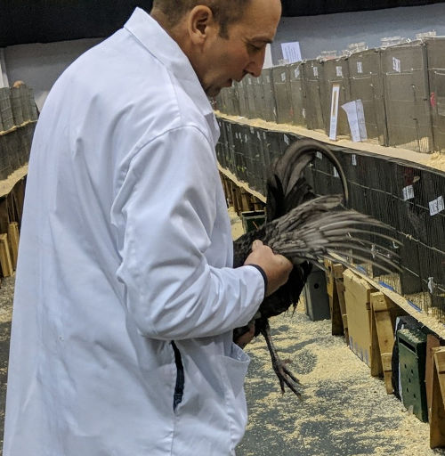 Silkies for showing and how to prepare for judging. - Cluckin