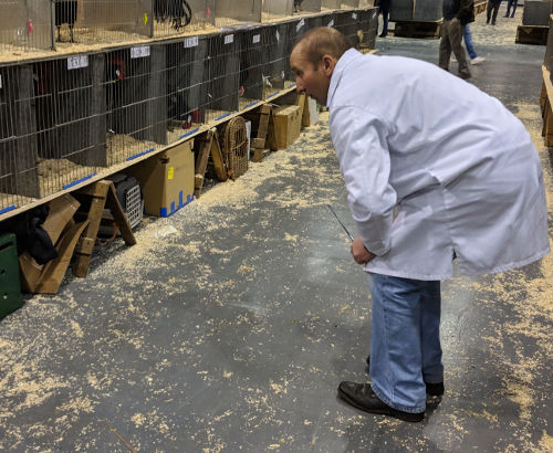 Silkies for showing and how to prepare for judging. - Cluckin