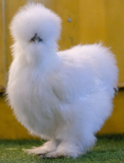 Types and sizes of Silkie chickens - Cluckin