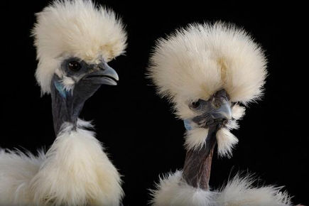 Types and sizes of Silkie chickens - Cluckin